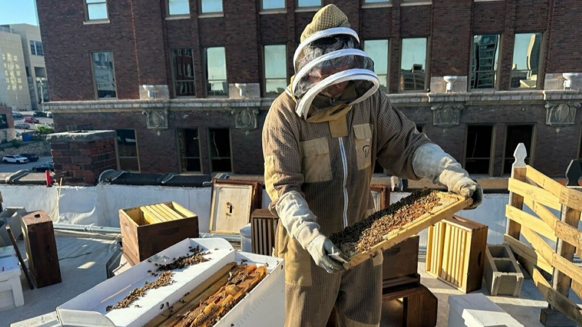 Nurturing the Sweet Nectar of Urban Beekeeping